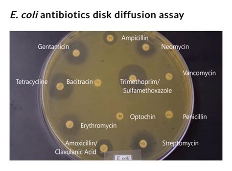 Solved In This Lab Activity You Will Observe Record And