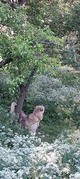 ایران تهرانرودبارقصرانامامهگاور قهرمان Youtube