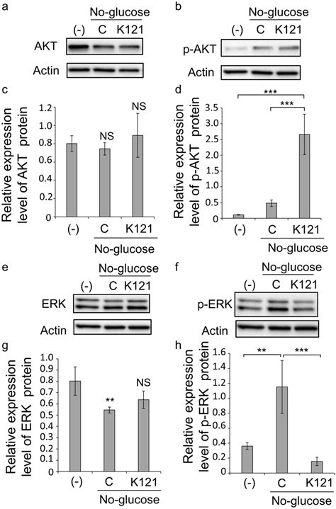 Akt P Akt Erk And P Erk Protein Expression In 661w Cultured Cells