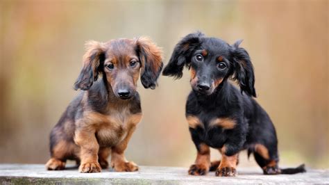 Puppy Dachshund
