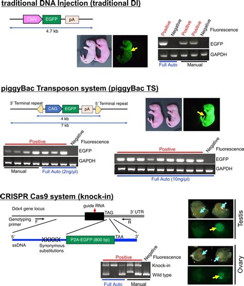 Egfp Expression And Gene Transfer In Genetically Modified Mice Produced Download Scientific