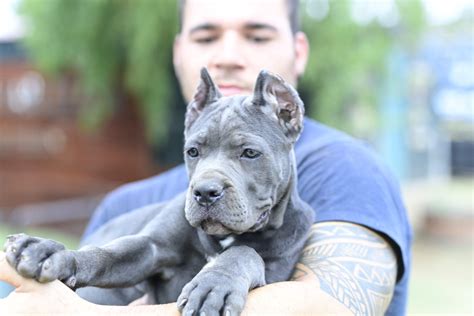 Choose A Female Cane Corso Cane Corso Barcelona