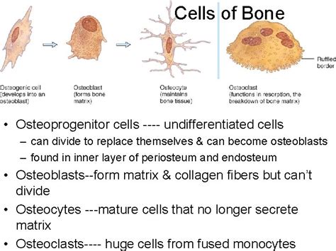 Bone Tissue Online Notes Introduction Bone Is Made