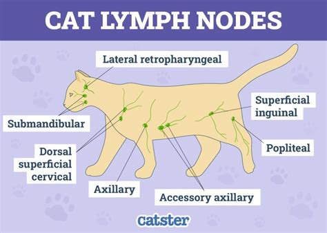 Cat Lymph Nodes Vet Verified Health Facts Guide And Diagram Catster