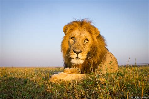 Lions Maasai Mara Photos Pictures Images