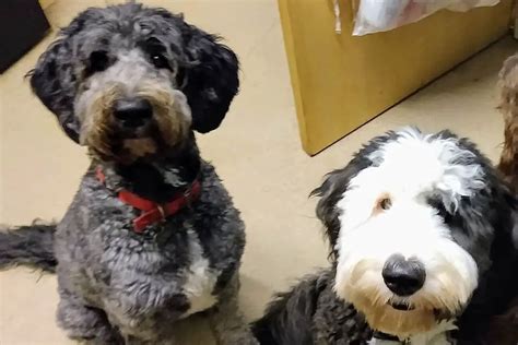 Sheepadoodle Colors Gray Black And More