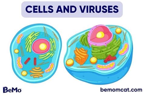 Virus Cell Diagram