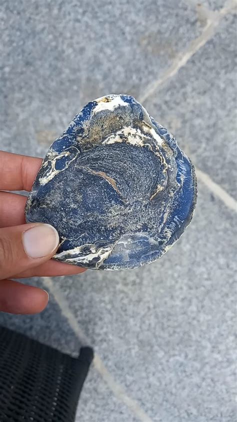 Is This A Fossilized Oyster Rfossilid