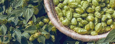 Why Is Hops Cultivation In India So Expensive Micro Brewery India