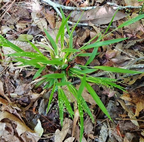Open Flower Witchgrass From Dekalb County Ga Usa On April 18 2024 At