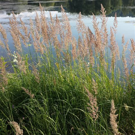 Reed Grasses Calamagrostis Flower Leaf Care Uses Picturethis