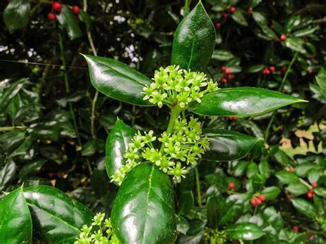 Dwarf Burford Holly Shrub Artofit