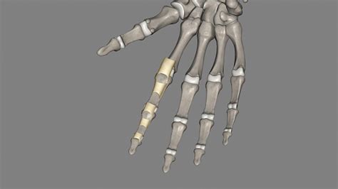 The Annular Ligament Is A Complex Structure Formed From The Capsule