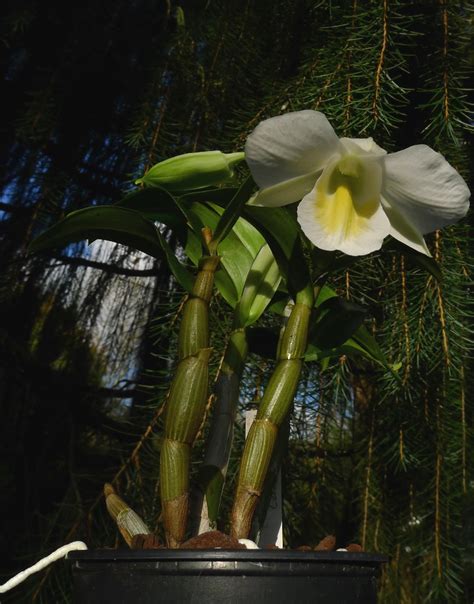 Dendrobium Formosum Slippertalk Orchid Forum