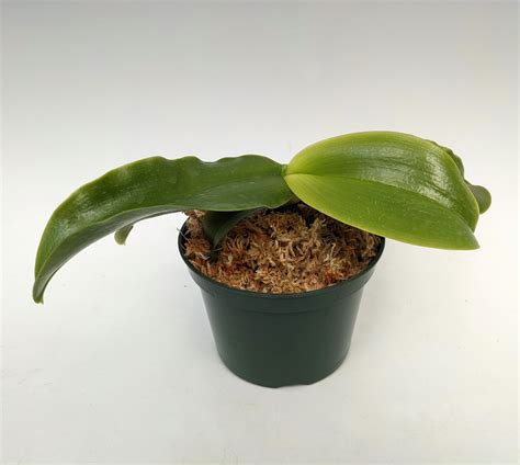 Phal Bellina 4n Tetraploid Chen Am Aos 4nx Double Trouble 4n Orchidweb