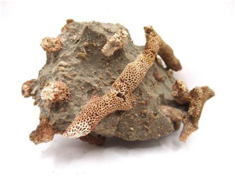 Thamnopora Devonian Coral From Az 5 Fossils For Sale