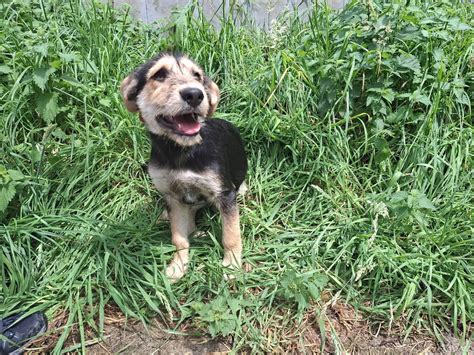 Amigos Del Perro ¡leia En Adopción Me Llamo Leia Y Soy Un Princesa