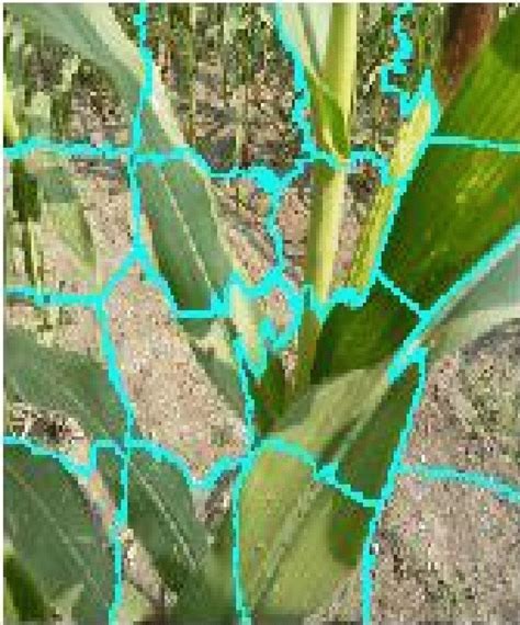 Segmented Image Using Simple Linear Iterative Clustering For Disease