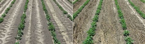 April 2025 Uga Peanut Entomology