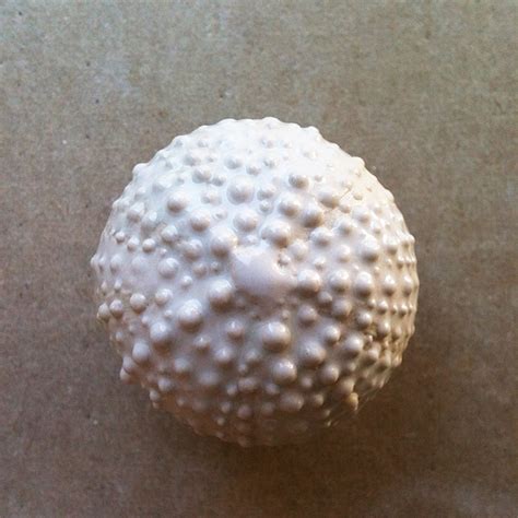 Coastal Drawer Knobs Etsy