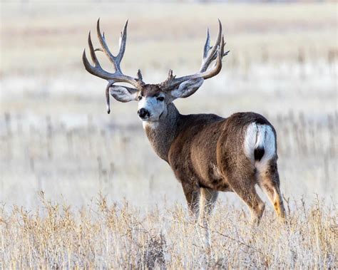 Mule Deer Animal Facts Odocoileus Hemionus A Z Animals
