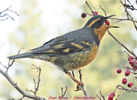 Chiloquin News July 2023 News From Chiloquin Oregon