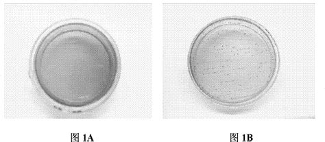Screening And Application Of Probiotic Enterococcus Faecium Eureka