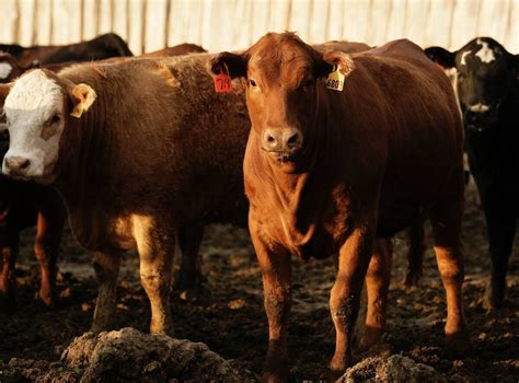 Beef Cattle Prices Start To Reduce Demand