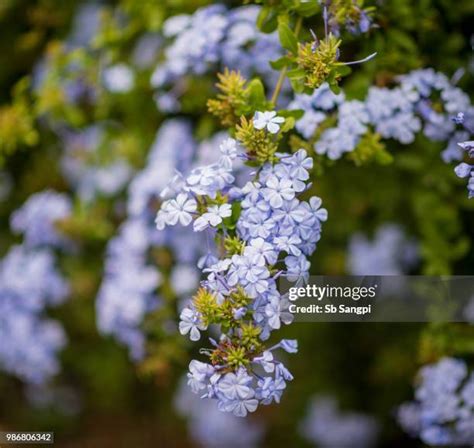 Buckwheat Tree Photos And Premium High Res Pictures Getty Images