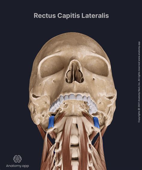 Rectus Capitis Lateralis Encyclopedia Anatomyapp Learn Anatomy 3d Models Articles And