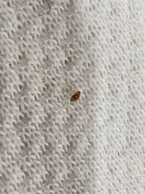 Bedbug Or Fleas Rbedbugs