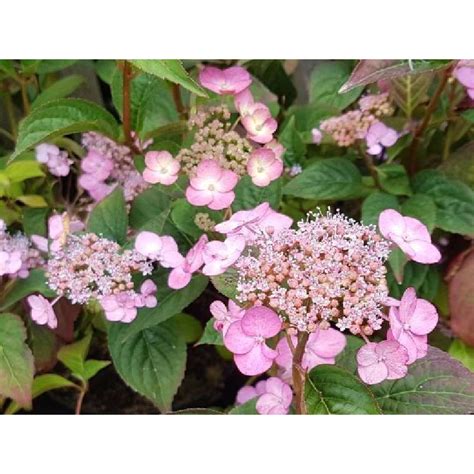 Hydrangea Trees And Shrubs