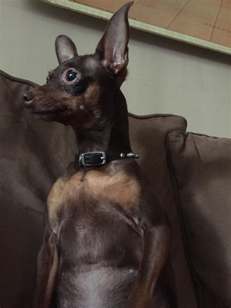 Squirrel Scrolller Squirrel Scrolller