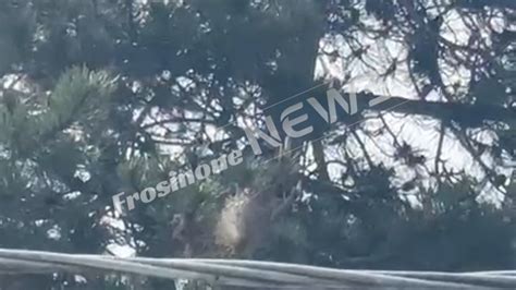 Incubo Processionaria Un Pericoloso Nido Sporge Sulla Carreggiata La