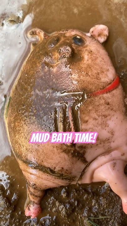 Mr Pig Back In The Mud He Goes Squishy Squishytoy Pig Piggy