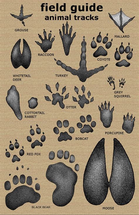 Printable Animal Tracks Printable Paper Crafts