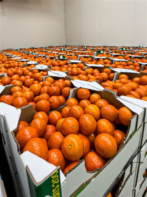 Manderine Fruit And Vegetables Albania Export Export