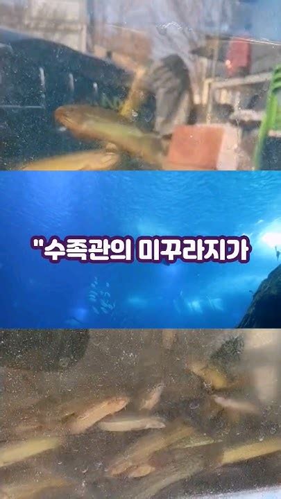수족관의 미꾸라지~~ 수족관 미꾸라지 물고기 Youtube