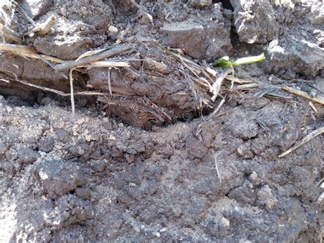 Disturbed Ground Soil Texture Stock Image Image Of Textured Clay