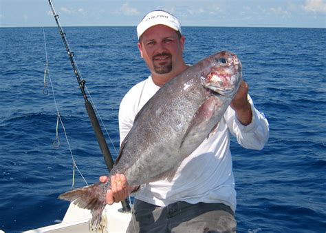 Big Fishes Of The World Barrelfish Hyperoglyphe Perciformis