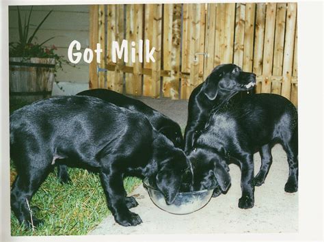 My Chocolate Labradors Puppies Enjoying Their Milk And Kibble When