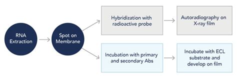Detecting Rna Methylation By Dot Blotting Proteintech Group