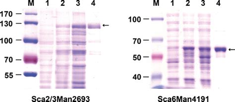 Sds Page Analysis Of Recombinant S Canadensis α Mannosidases At Download Scientific Diagram