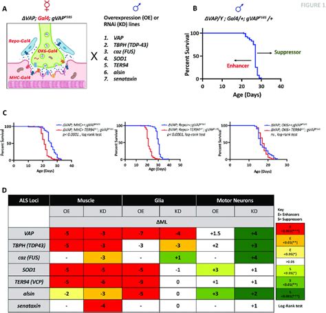 An Enhancersuppressor Screen For Genetic Interaction Between Als