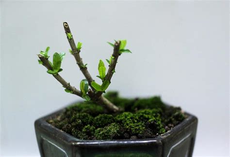 How To Revive A Dead Bonsai Tree Bonsai Alchemist 101