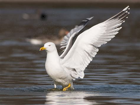 Yellow Legged Gull Ebird