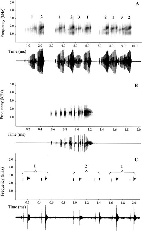 —spectrogram Upper And Waveform Lower Of The Advertisement Call Of