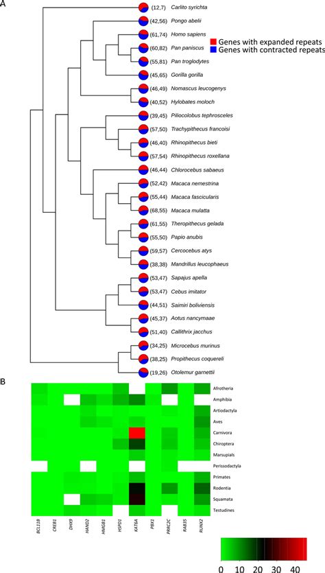 Global Patterns Of Repeat Length Variability Across Clades A The Pie