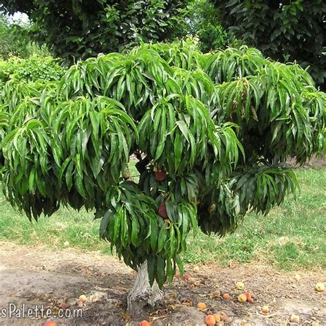 Dwarf Fruit Trees Peach
