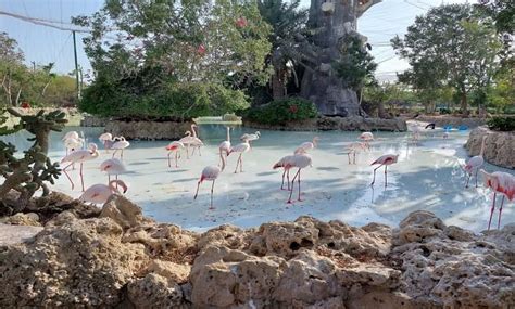 پارک دلفین کیش بخش های مختلف و نکات بازدید گردشی تاپ